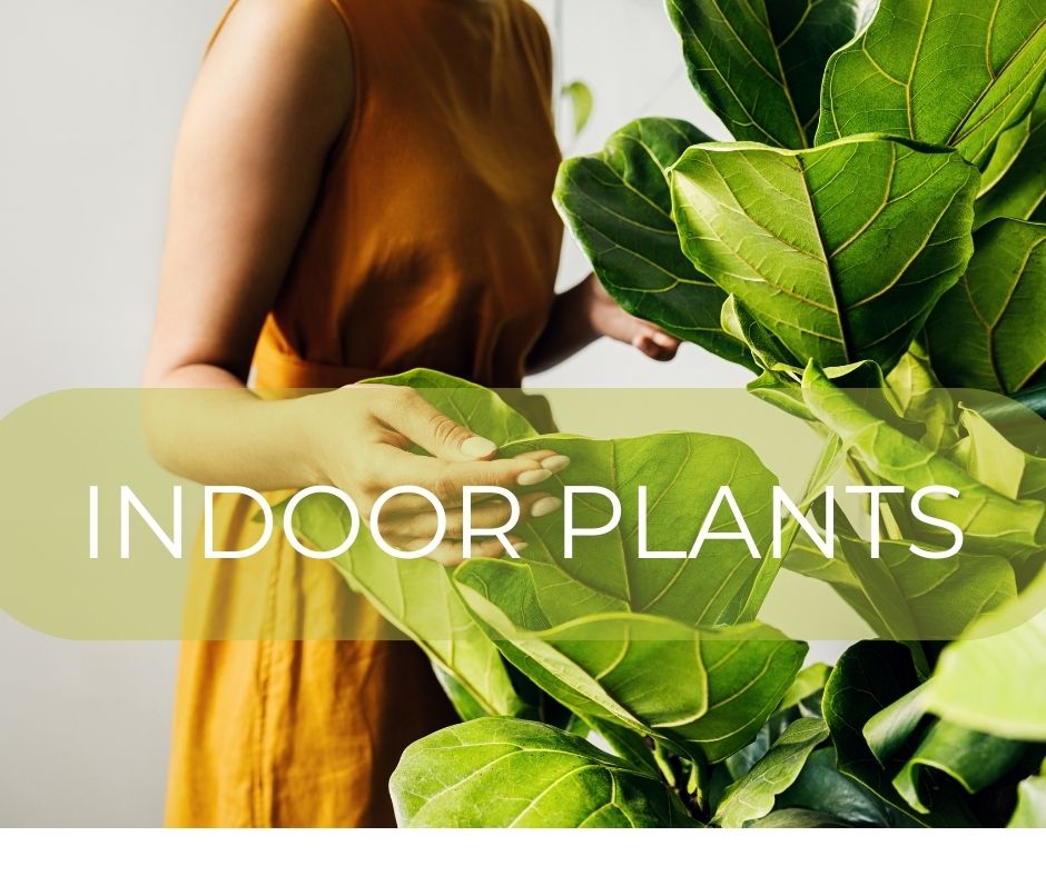 Tropicals — Dutch Growers Regina