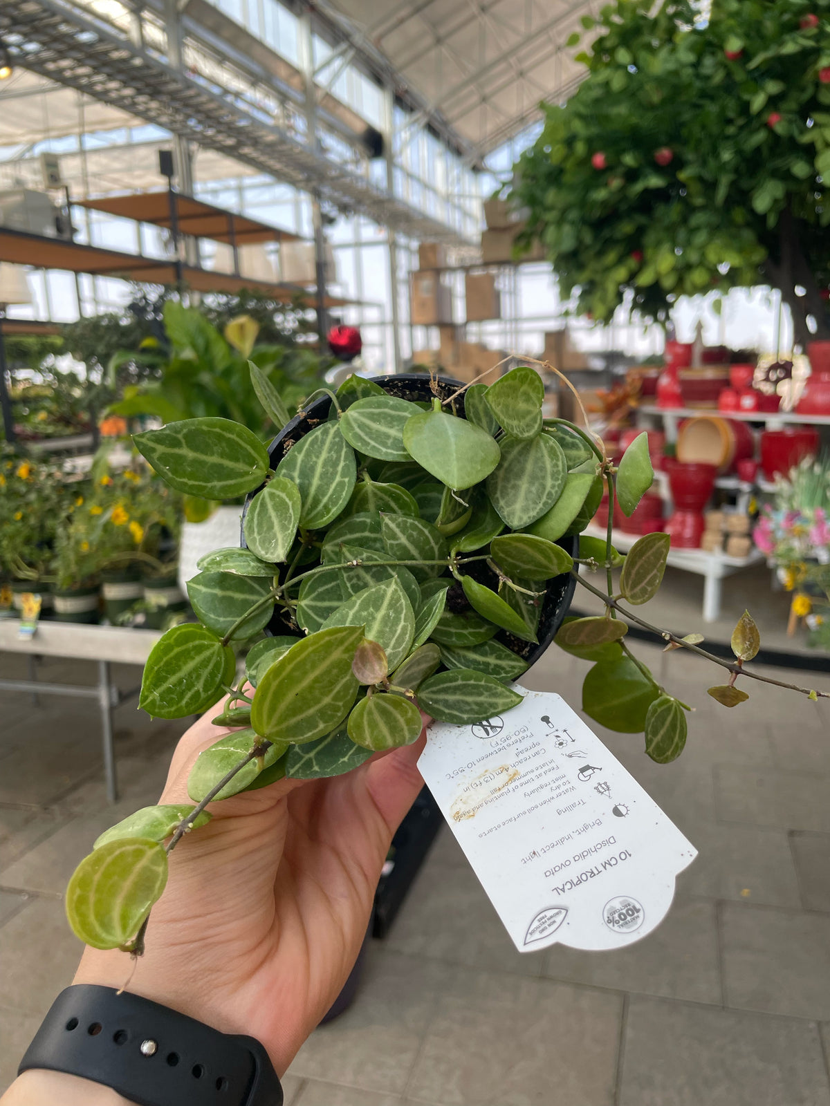 Hoya Watermelon — Dutch Growers Regina