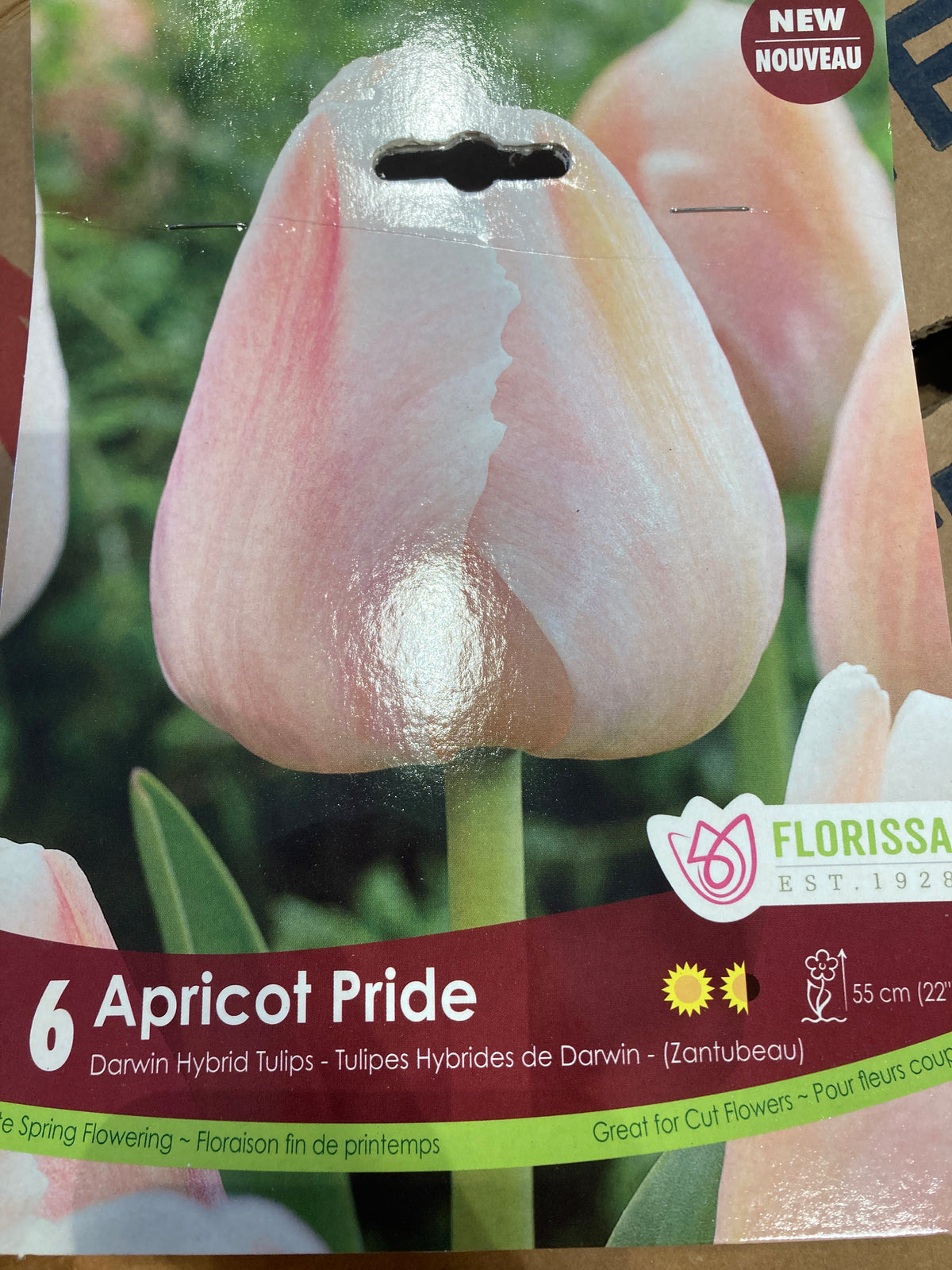 Tulip-Apricot Pride — Dutch Growers Regina