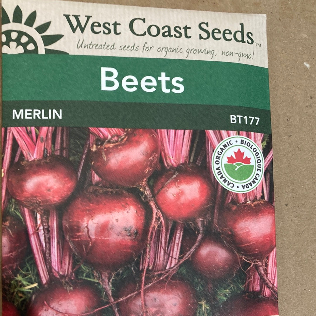 Seed WC Beets Merlin — Dutch Growers Regina