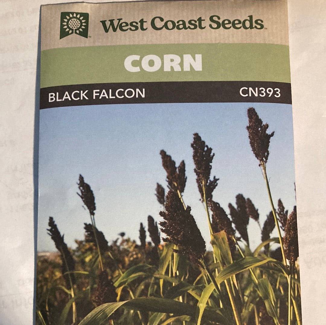 Seed WC Corn Black Falcon — Dutch Growers Regina