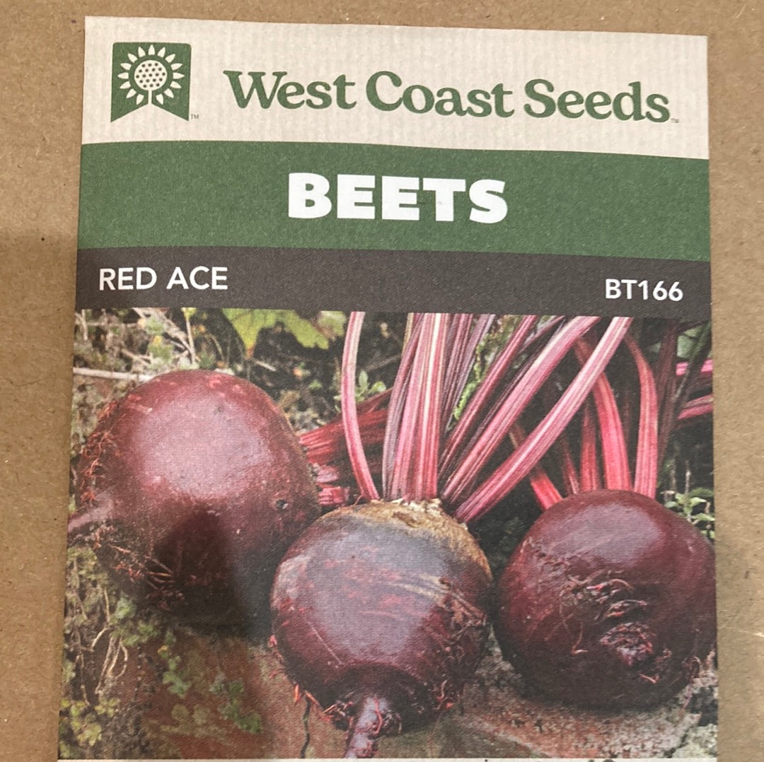 Seed WC Beet Red Ace — Dutch Growers Regina