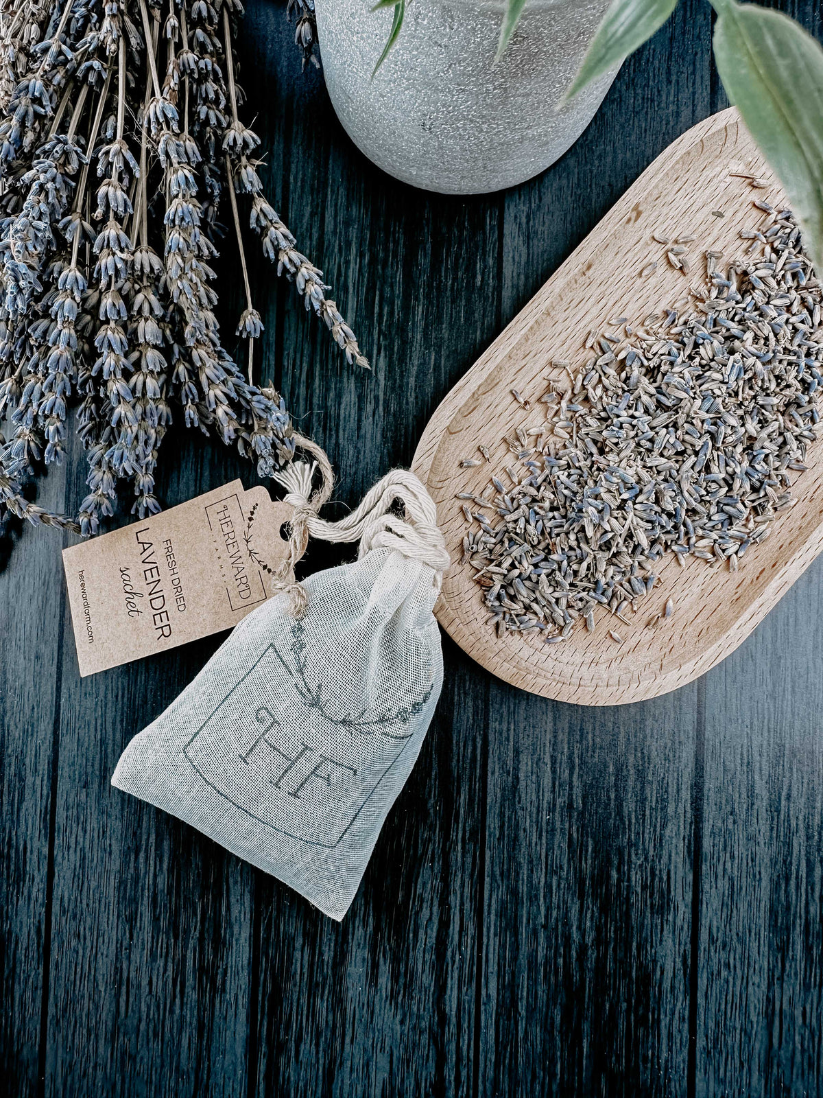 Sachet | Lavender — Dutch Growers Regina