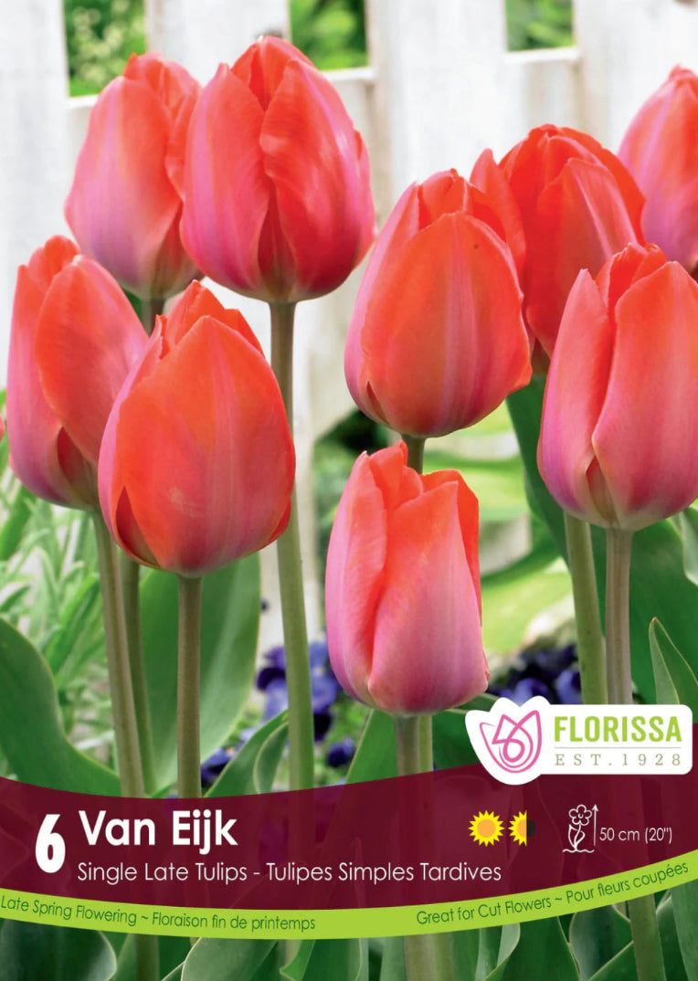 Tulip Van Eijk 6/Pkg — Dutch Growers Regina