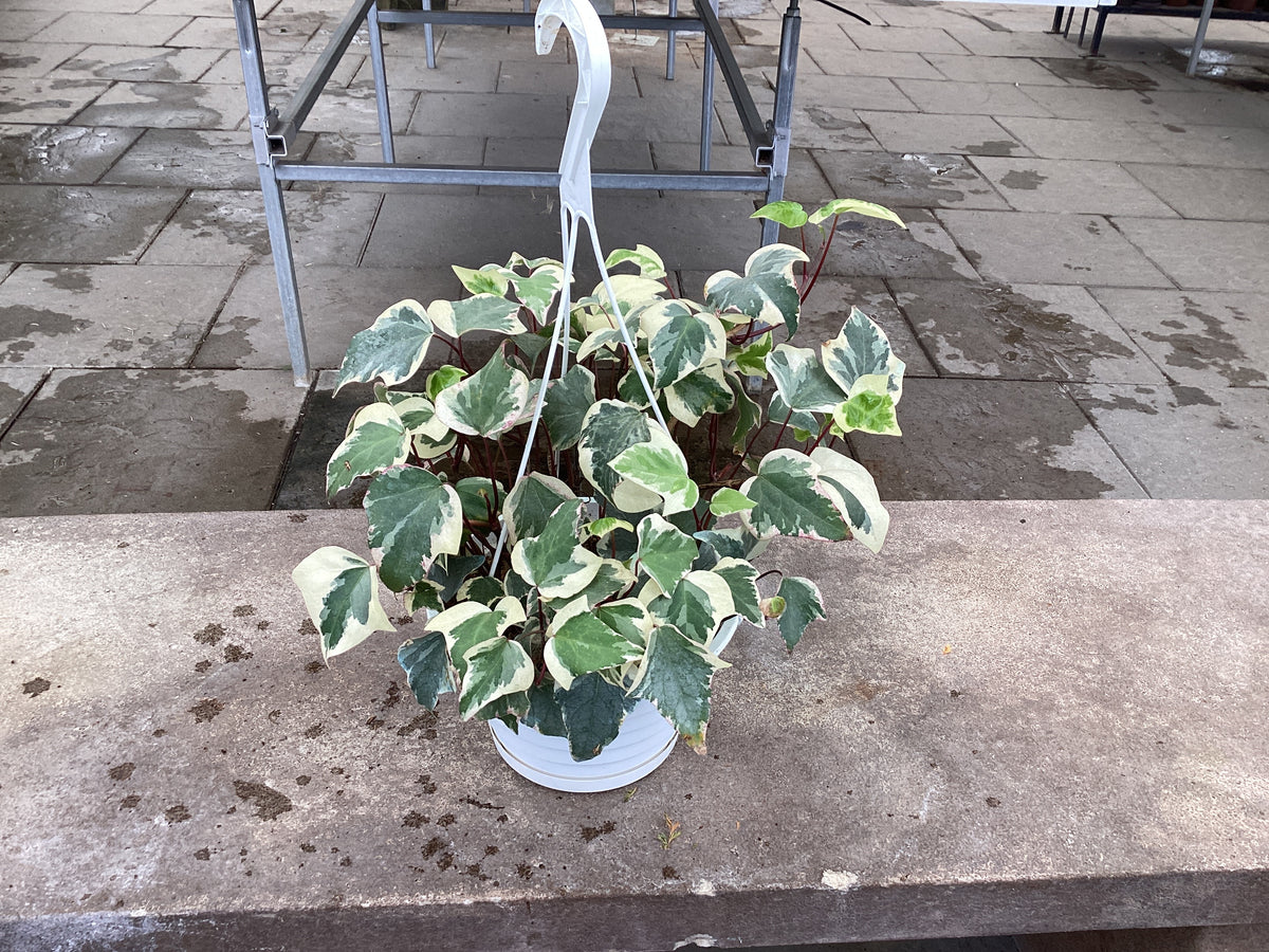 Ivy marengo 8”hb — Dutch Growers Regina