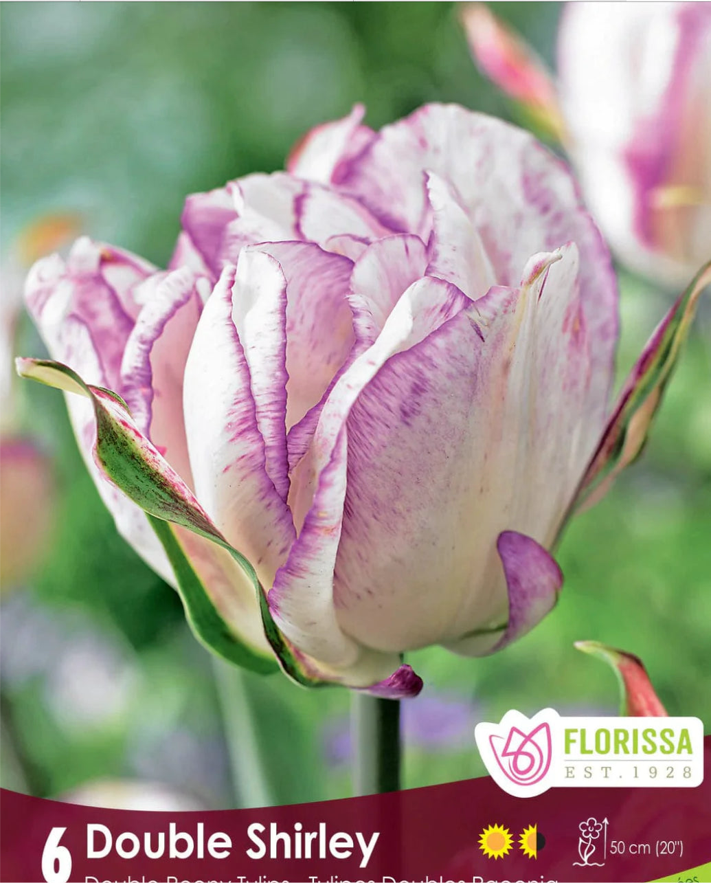 Tulip Double Late Shirley — Dutch Growers Regina