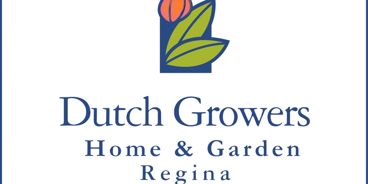 Daffodil Narcissus Electrus — Dutch Growers Regina