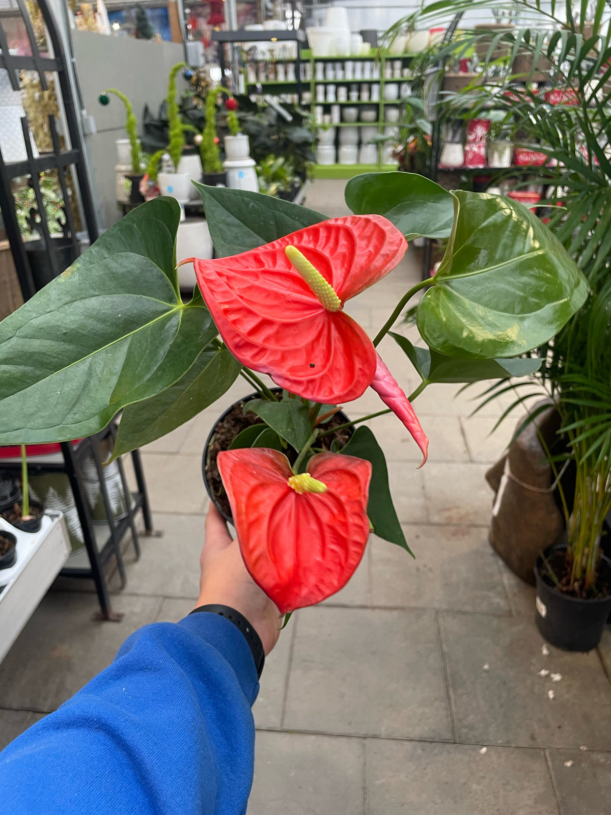 Anthurium asst 6" — Dutch Growers Regina