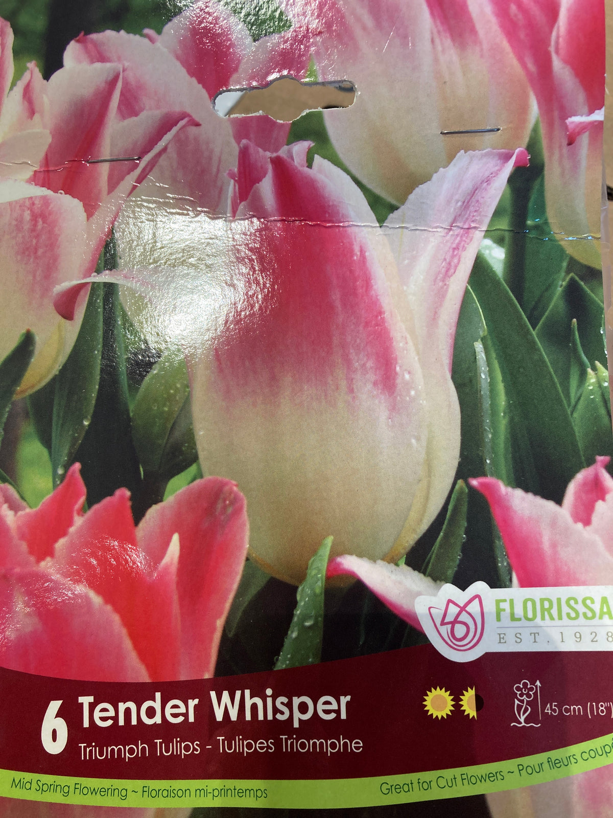 Tulip-Tender whisper — Dutch Growers Regina