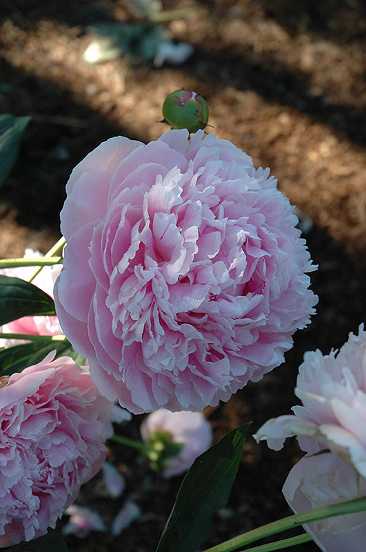Peony Paeonia Shirley Temple #2 — Dutch Growers Regina