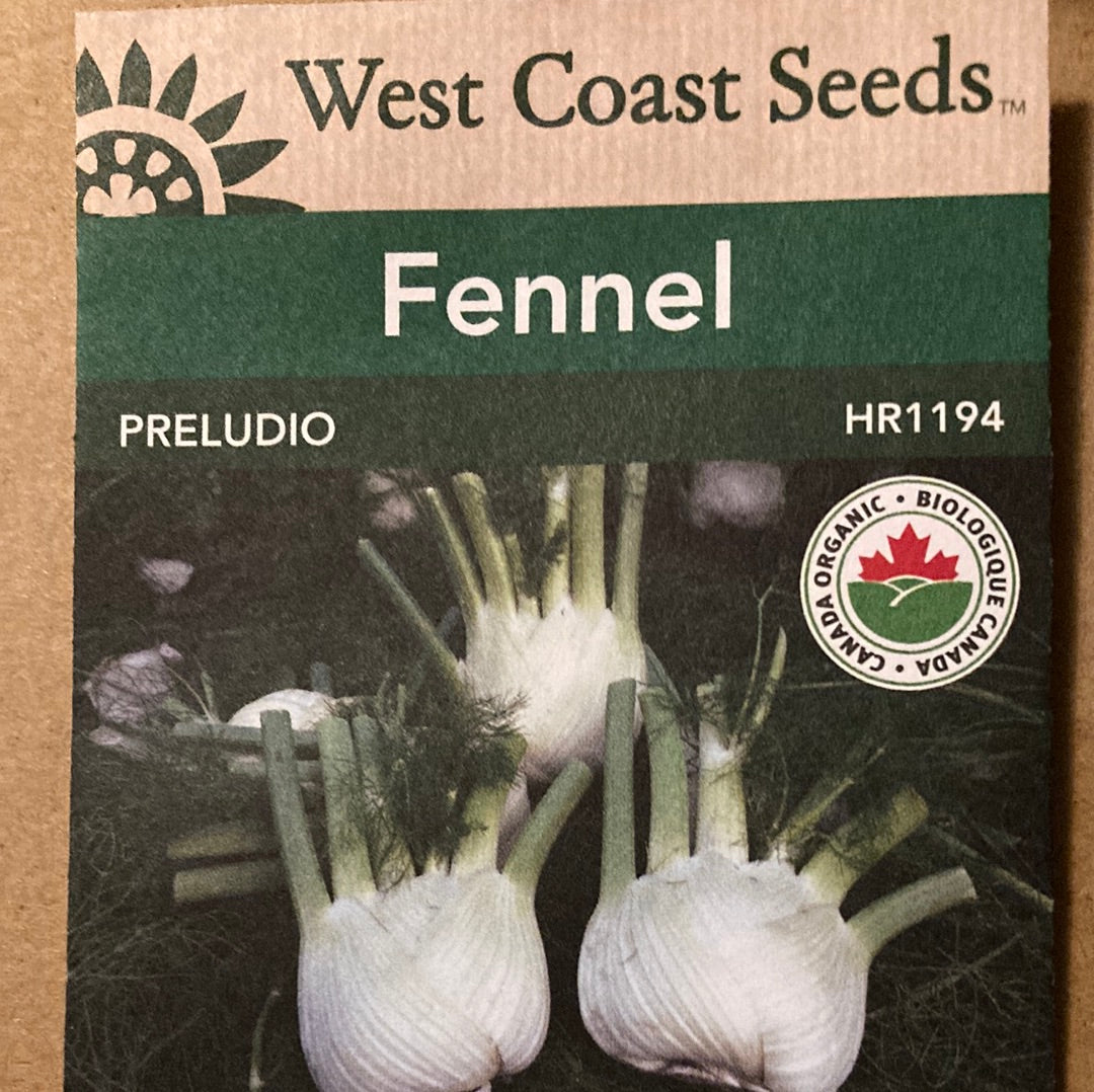 Seed WC Fennel Preludio — Dutch Growers Regina
