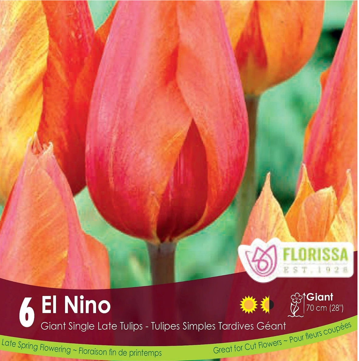 Tulip Giant Late El Nino — Dutch Growers Regina