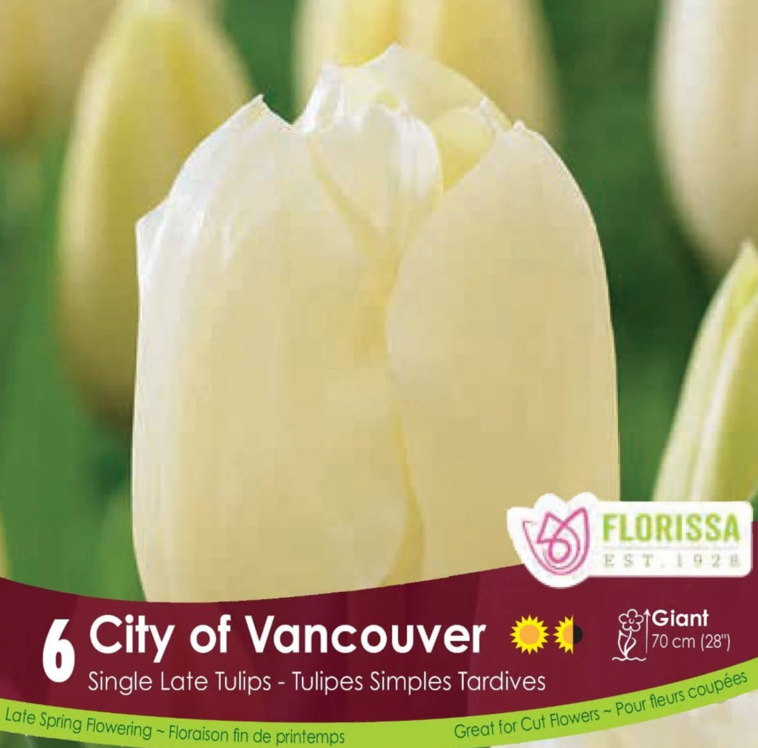 Tulip City Of Vancouver — Dutch Growers Regina