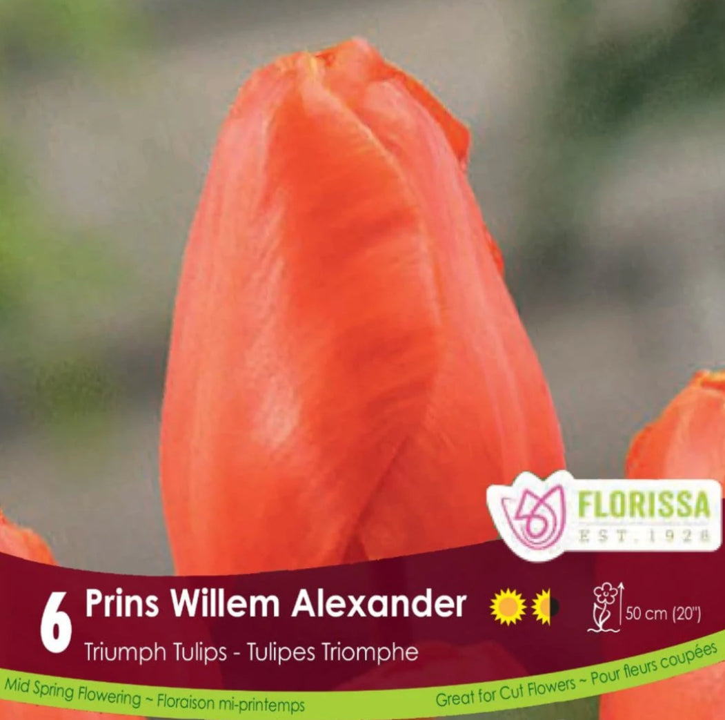 Tulip Triumph Prins Willem Alexander — Dutch Growers Regina