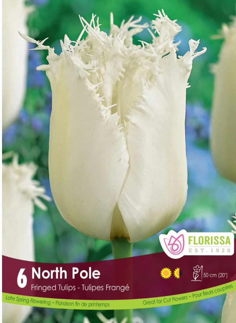Tulip Fringed North Pole 6/pkg — Dutch Growers Regina