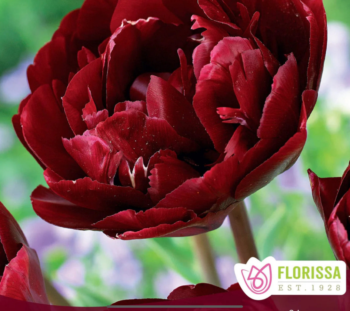 Tulip Double Late cranberry Kiss — Dutch Growers Regina