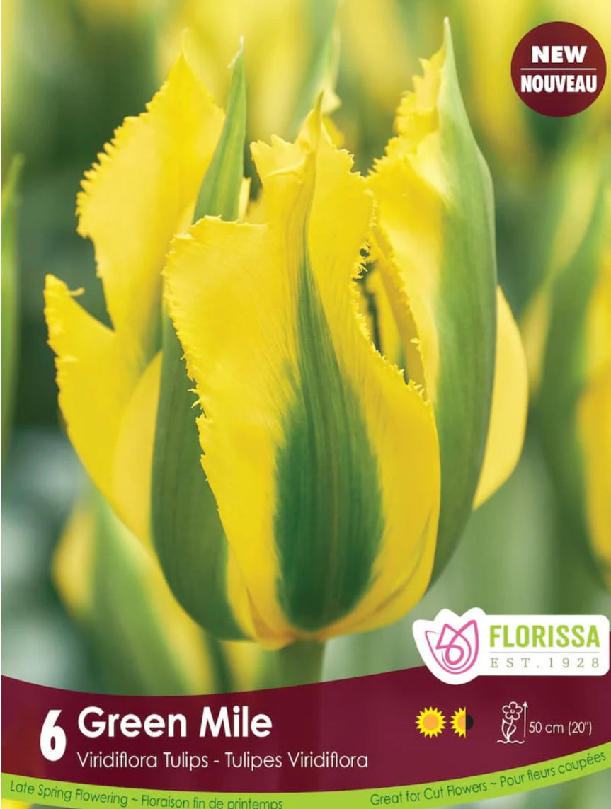Tulip green Mile — Dutch Growers Regina
