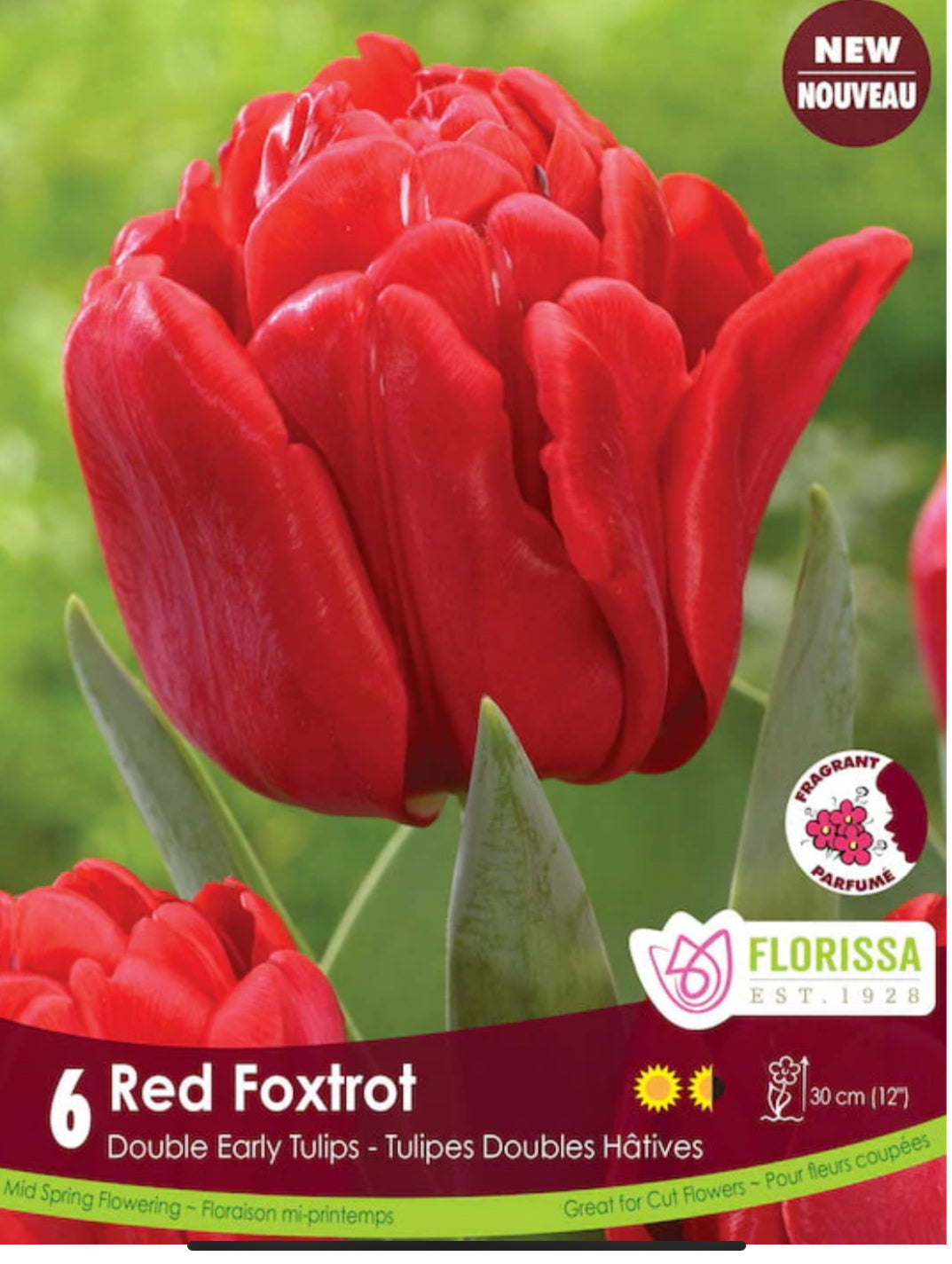 Tulip Double Early Red Foxtrot — Dutch Growers Regina