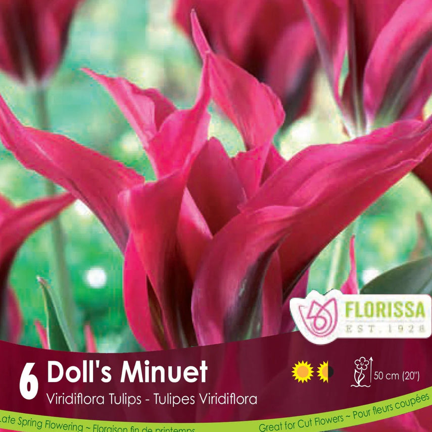 Tulip Doll's Minuet — Dutch Growers Regina
