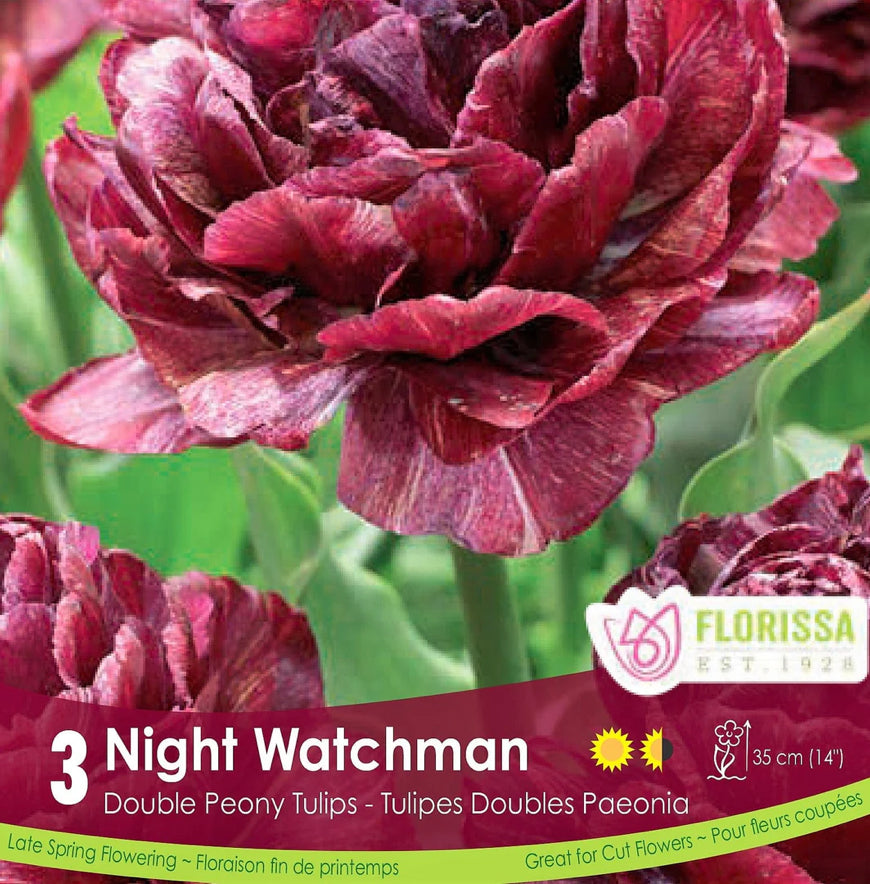 Tulip Night Watchman — Dutch Growers Regina