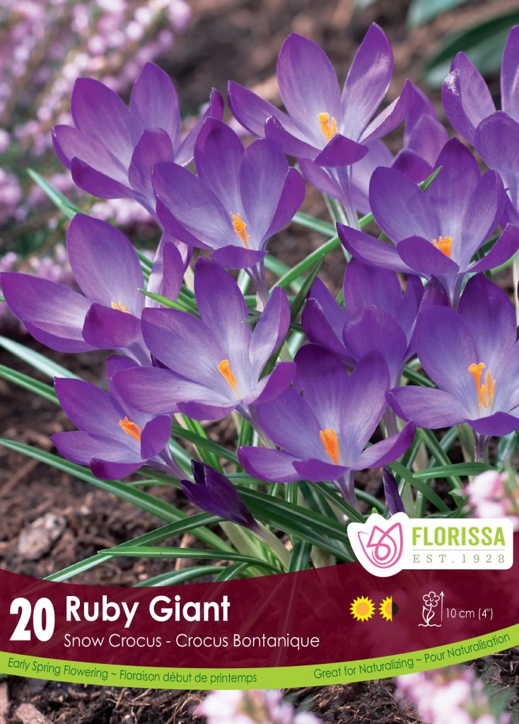 Snow crocus Ruby Giant 20/pkg — Dutch Growers Regina