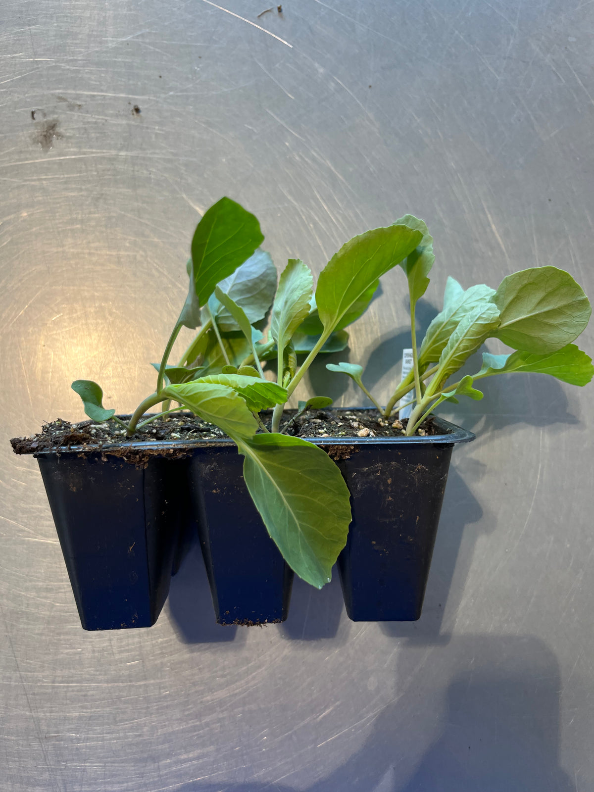jumbo veggie 6 pack -marv — Dutch Growers Regina