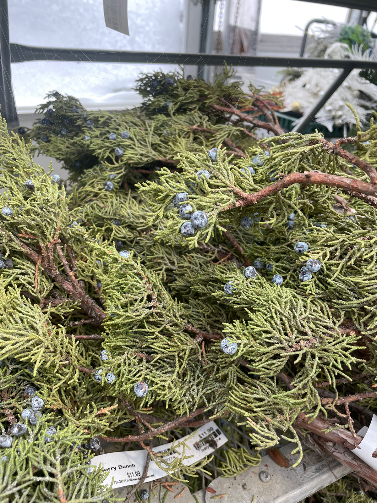 Boughs Juniper w/ Berry bunch — Dutch Growers Regina