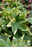 Tree Ivy #2 Fatshedera Liz Angiostar — Dutch Growers Regina
