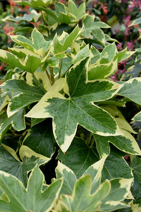 Tree Ivy #2 Fatshedera Liz Angiostar — Dutch Growers Regina