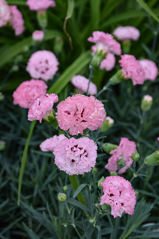 Dianthus Pretty Poppers Apple blossom B ex 15cm — Dutch Growers Regina