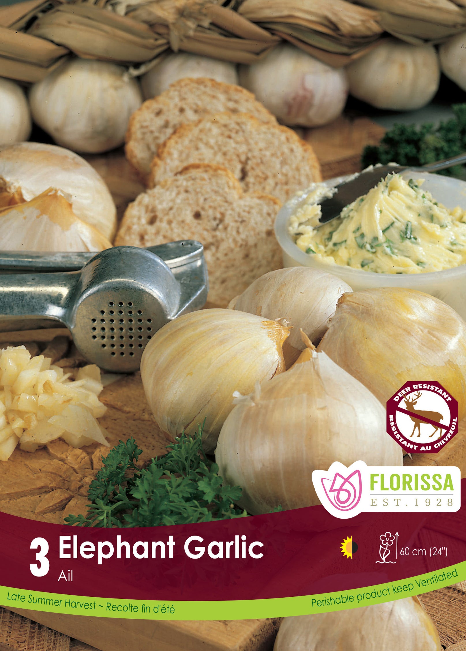 Jumbo Elephant Garlic | Dutch Growers Regina