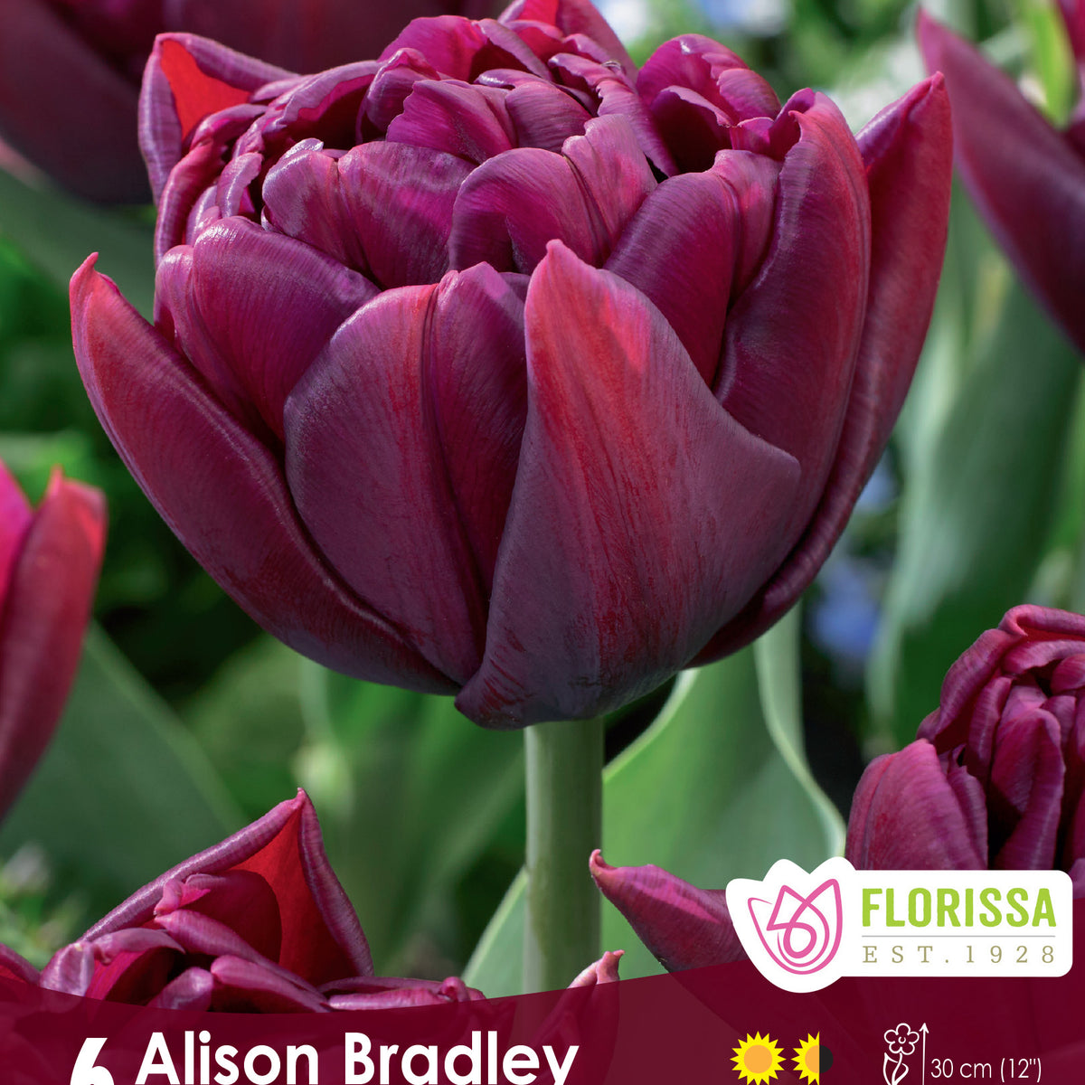 Tulip Alison Bradley — Dutch Growers Regina