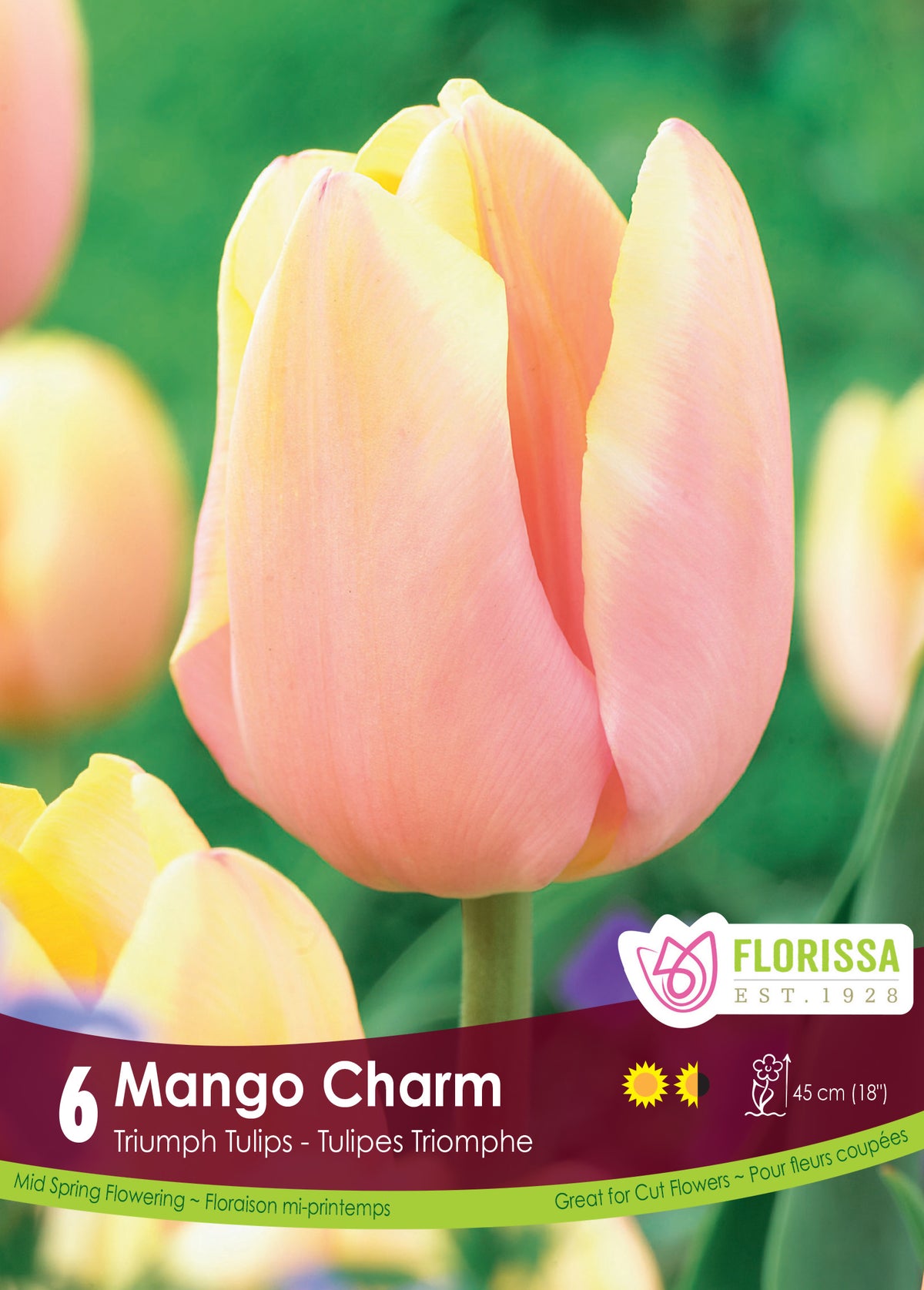 Tulip Mango Charm — Dutch Growers Regina