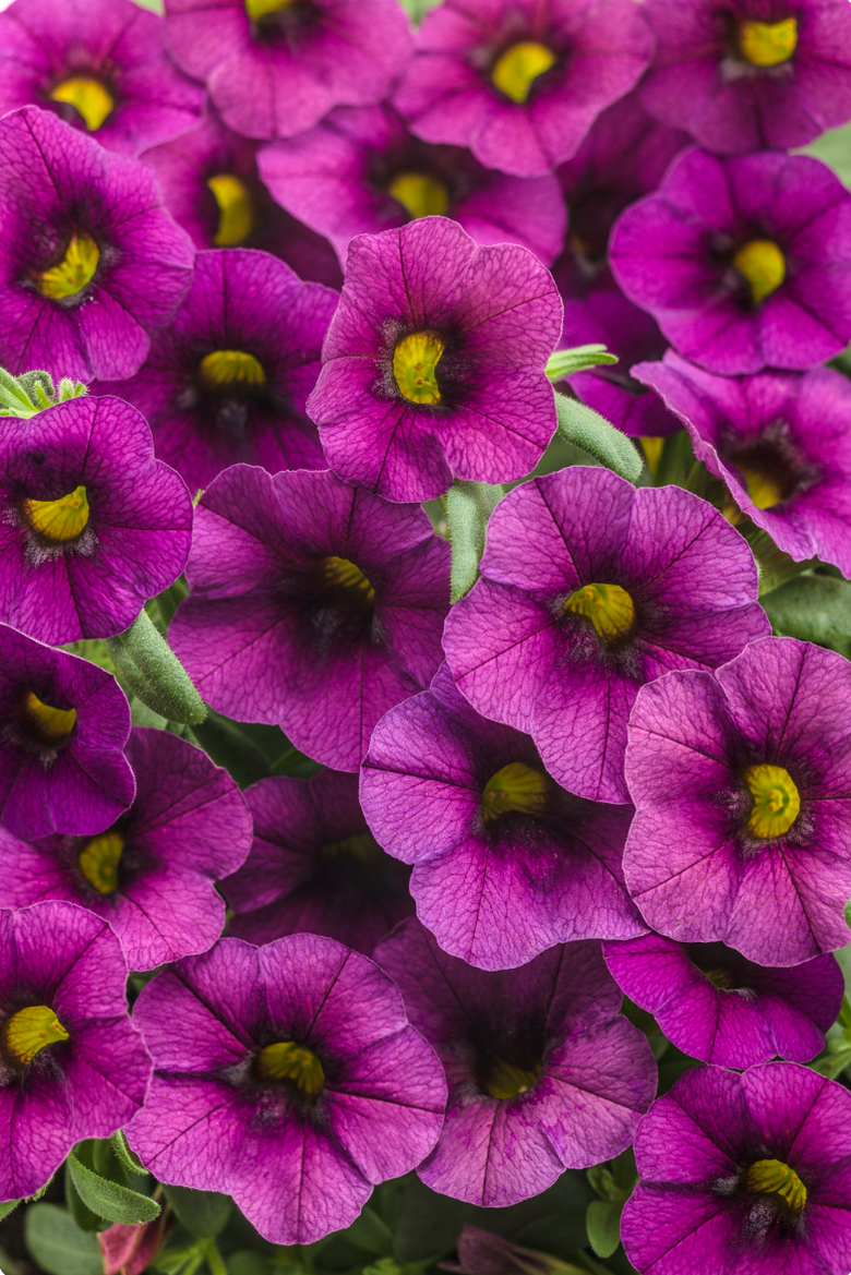 Calibrachoa Superbells Series — Dutch Growers Regina