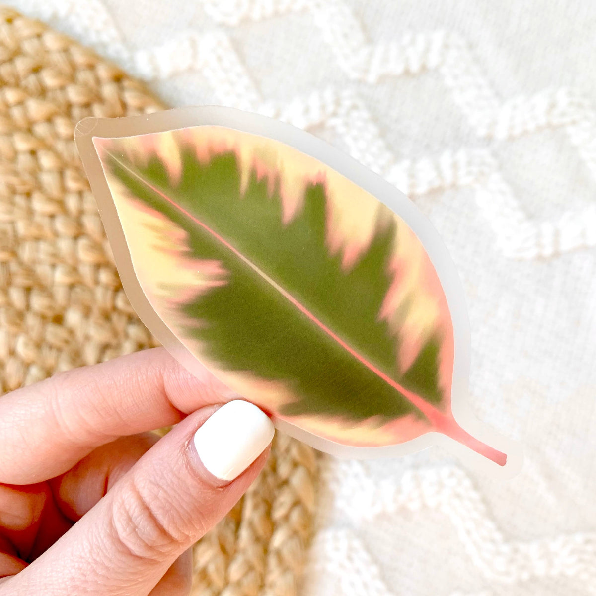 Clear Variegated Rubber Plant Leaf Sticker, 3.5x2in — Dutch Growers Regina