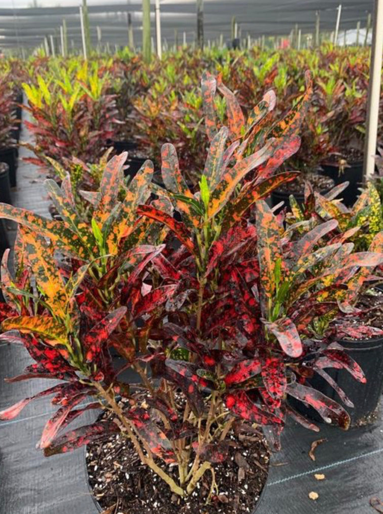 Croton "Red Hot" — Dutch Growers Regina