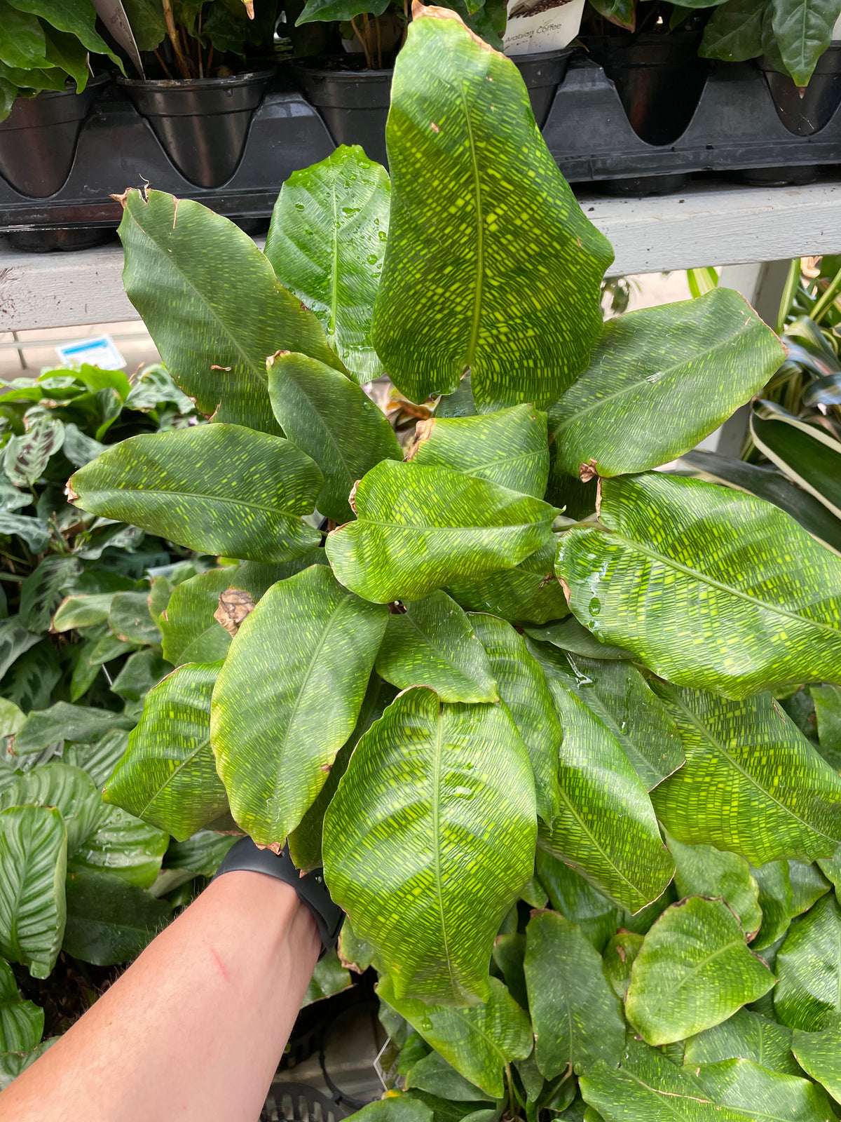 Calathea Network — Dutch Growers Regina