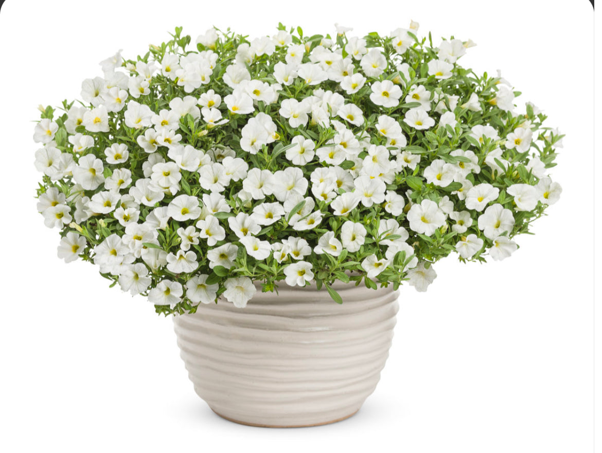 Calibrachoa Superbells White — Dutch Growers Regina