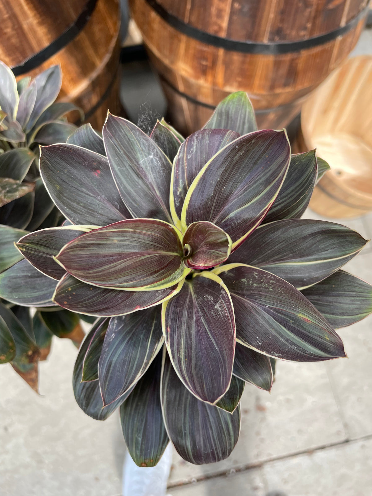 Cordyline Chocolate Queen — Dutch Growers Regina
