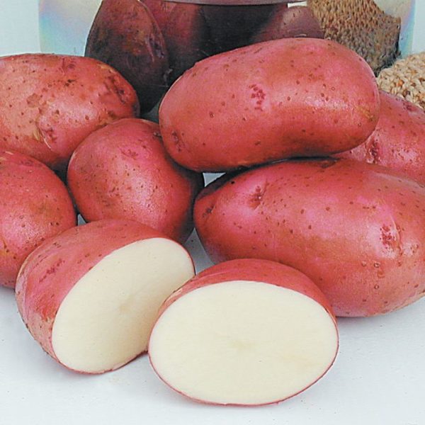 Seed Potato - Norland 5lb — Dutch Growers Regina