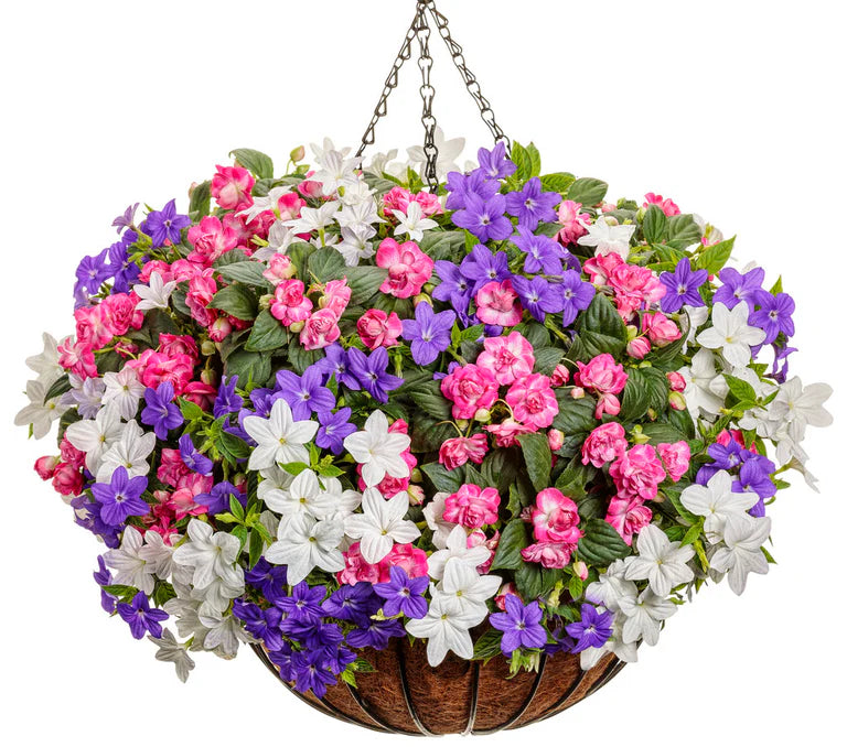 Annual Basket #29 Colour Rush — Dutch Growers Regina