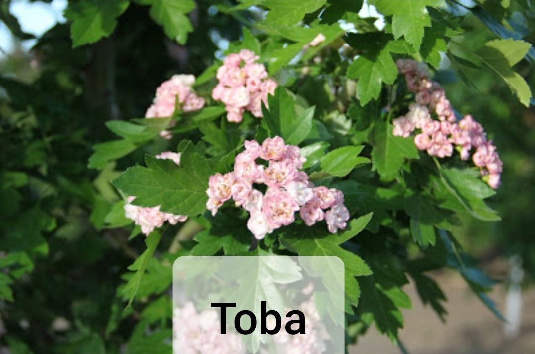 Hawthorn Tree - Crataegus — Dutch Growers Regina