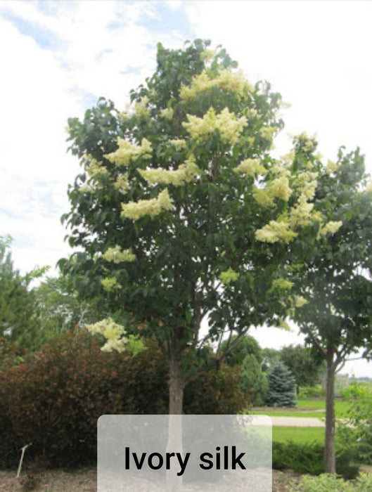 Japanese Tree Lilac Syringa Reticulata — Dutch Growers Regina
