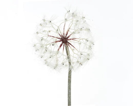 Giant Dandelion Seed Head — Dutch Growers Regina