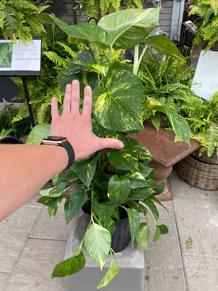 Pothos Hawaiian Totem — Dutch Growers Regina