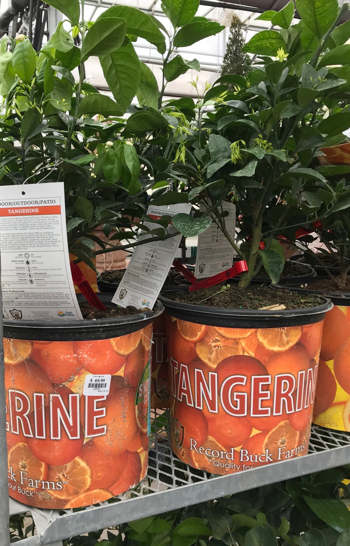 Tangerine Citrus Plant — Dutch Growers Regina