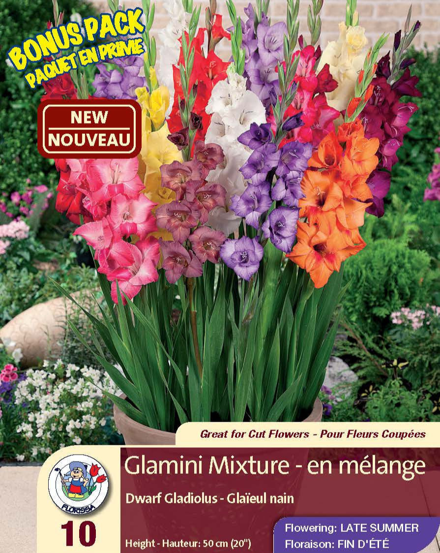 Gladiolus - Dwarf Glamini Mix Bonus 15 Pack — Dutch Growers Regina
