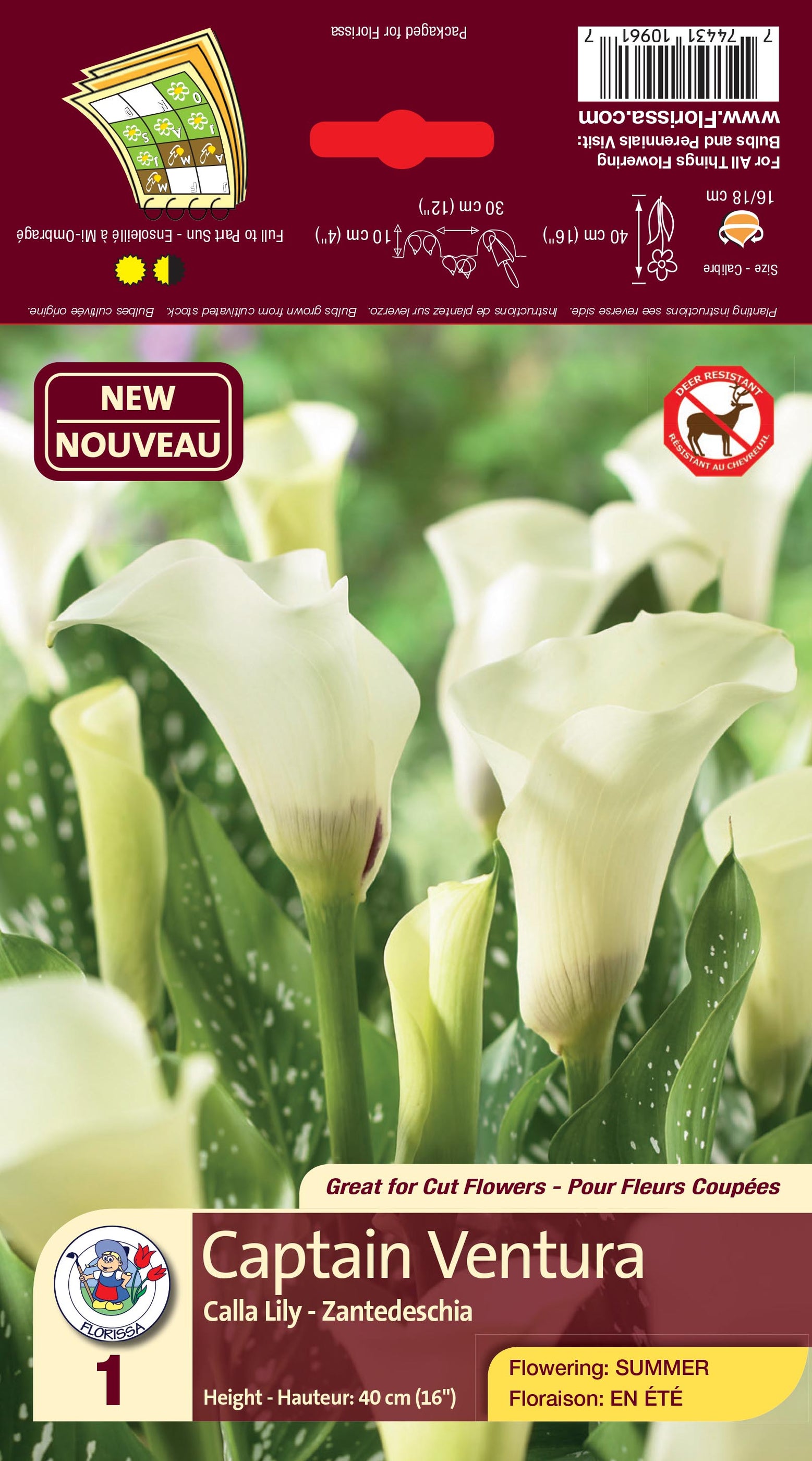 Calla Lily - Captain Ventura — Dutch Growers Regina