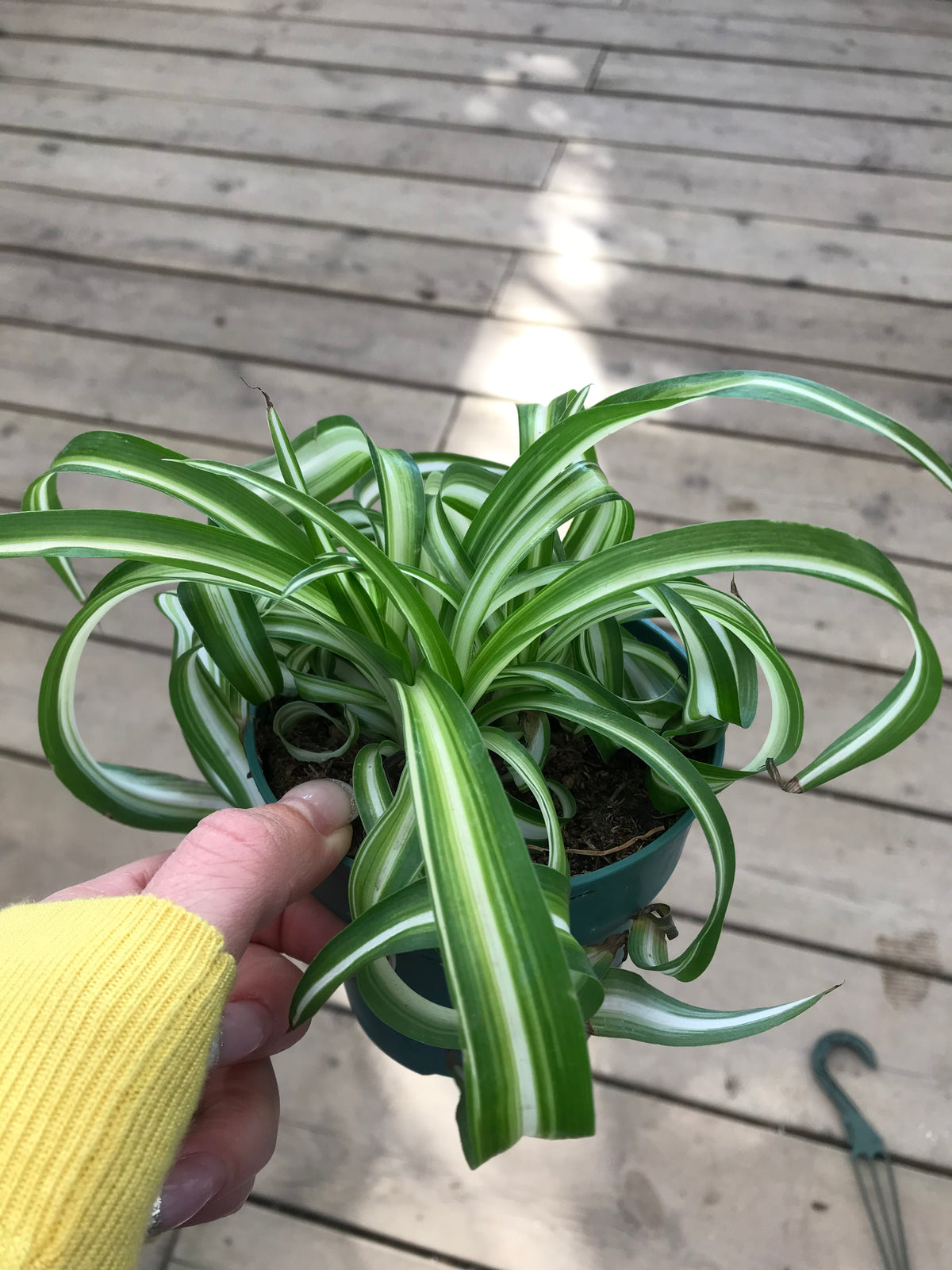 Spider Plant 4" — Dutch Growers Regina