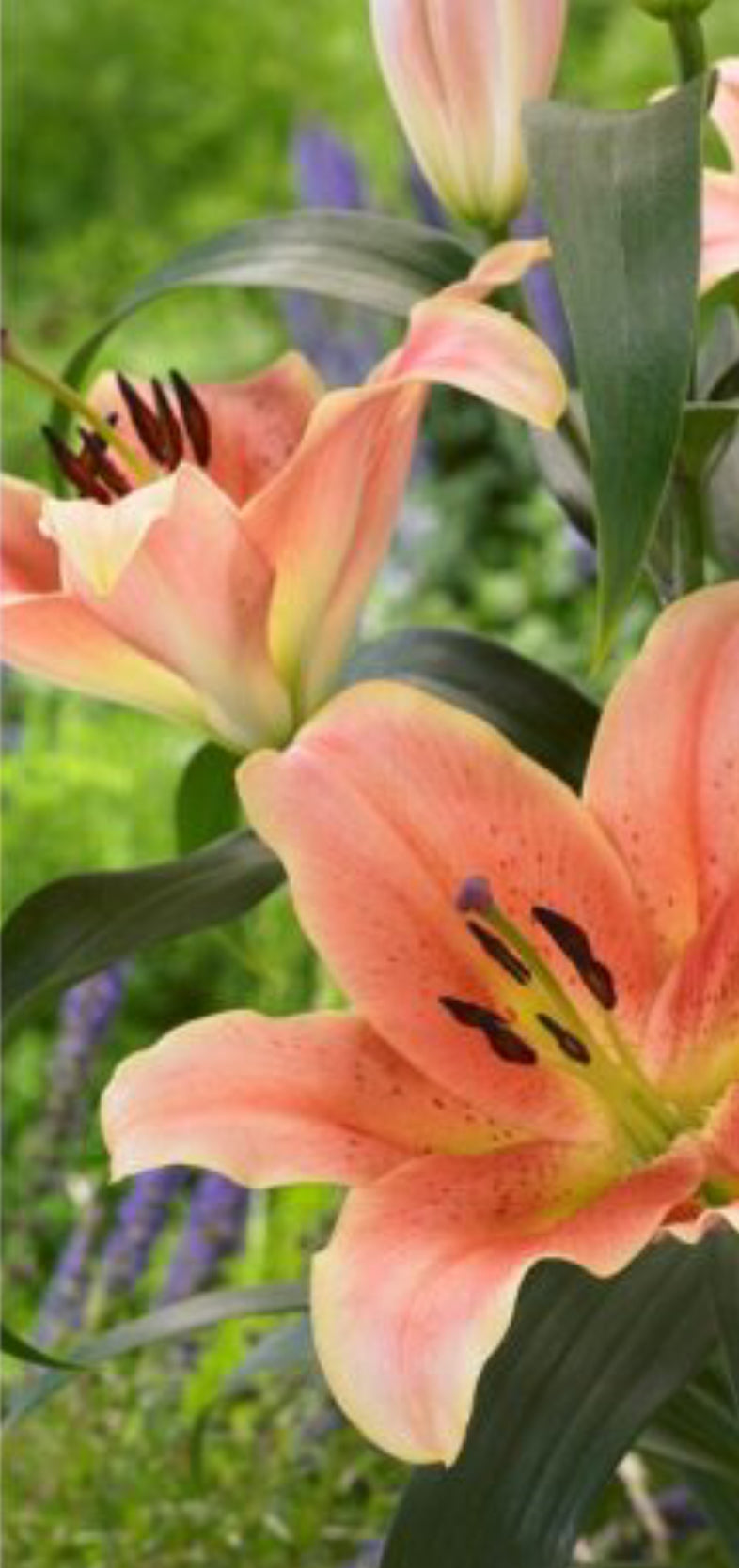 Lily - Oriental x Trumpet- Zelmira — Dutch Growers Regina